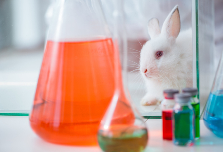 Vlaamse universiteiten kiezen voor transparantie over dierproeven ...