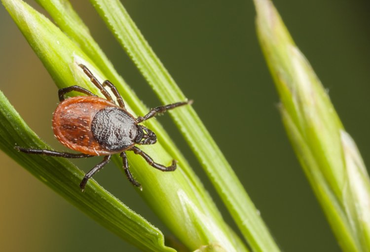 L'AViQ lance une campagne d'information sur les tiques - Le Spécialiste