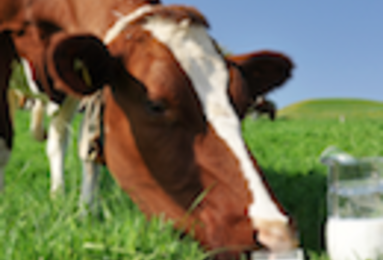 Koemelk: rauw, anders niets - Farma-Sfeer