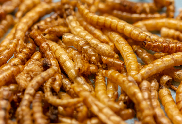 Aliments nouveaux: la Commission autorise pour la première fois un ...