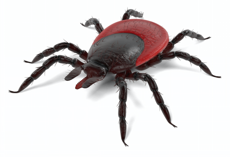 Morsures de tiques : Sciensano invite les médecins à rester attentifs ...