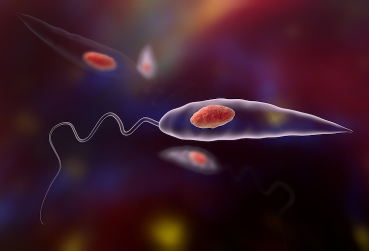 Onderzoekers ITG ontdekken geheim wapen van dodelijke parasiet - Farma ...