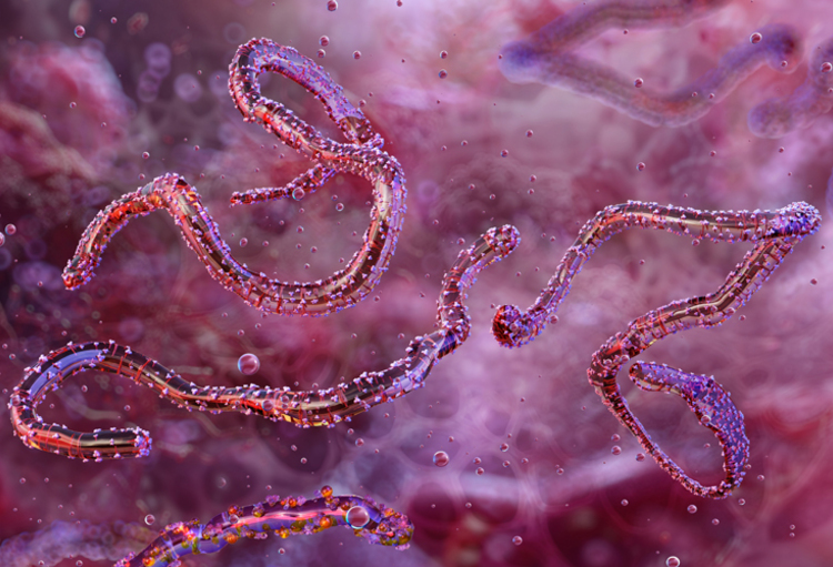 Premier essai clinique, au Rwanda, d'un traitement contre le virus de Marburg - Le Spécialiste