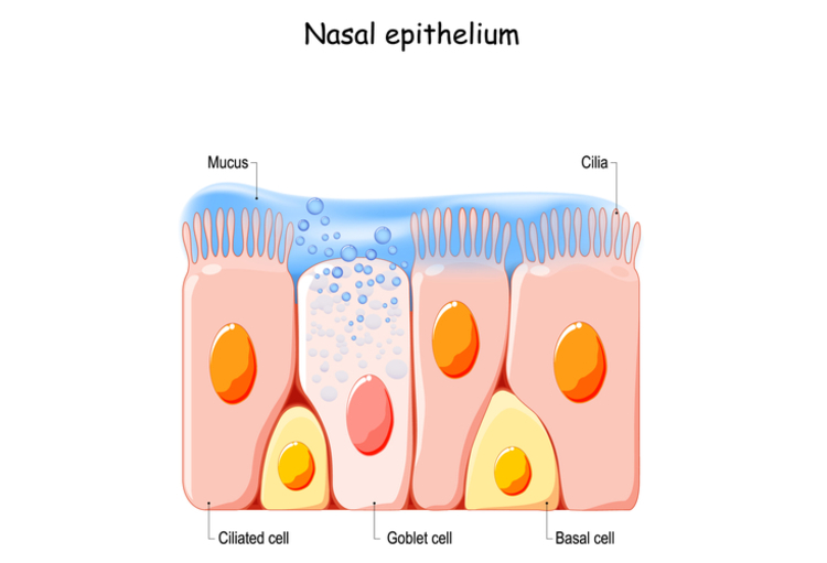 Sleutelrol van het epitheel in chronische inflammatoire ...