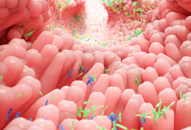 Un régulateur de la balance énergétique produit par le microbiote ...