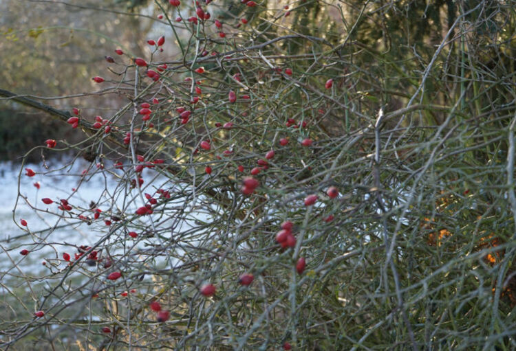 Mieux connaître les plantes qui nous entourent: la ronce et le rosier ...