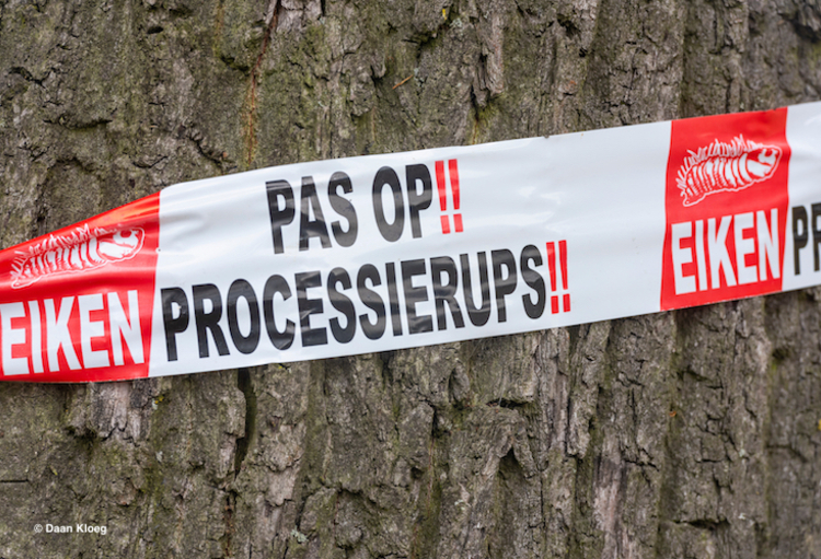 Provincie Antwerpen vreest extra veel overlast door processierups - Medi-Sfeer