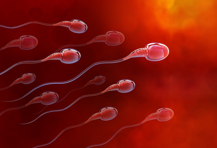 TESA ou Micro-TESE en cas de cryptozoospermie ou d’oligozoospermie ...